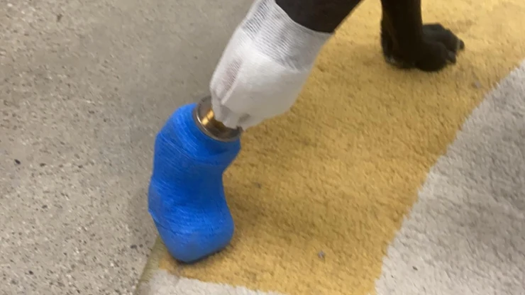 Custom Made Bionic Limbs for Dogs and Cats